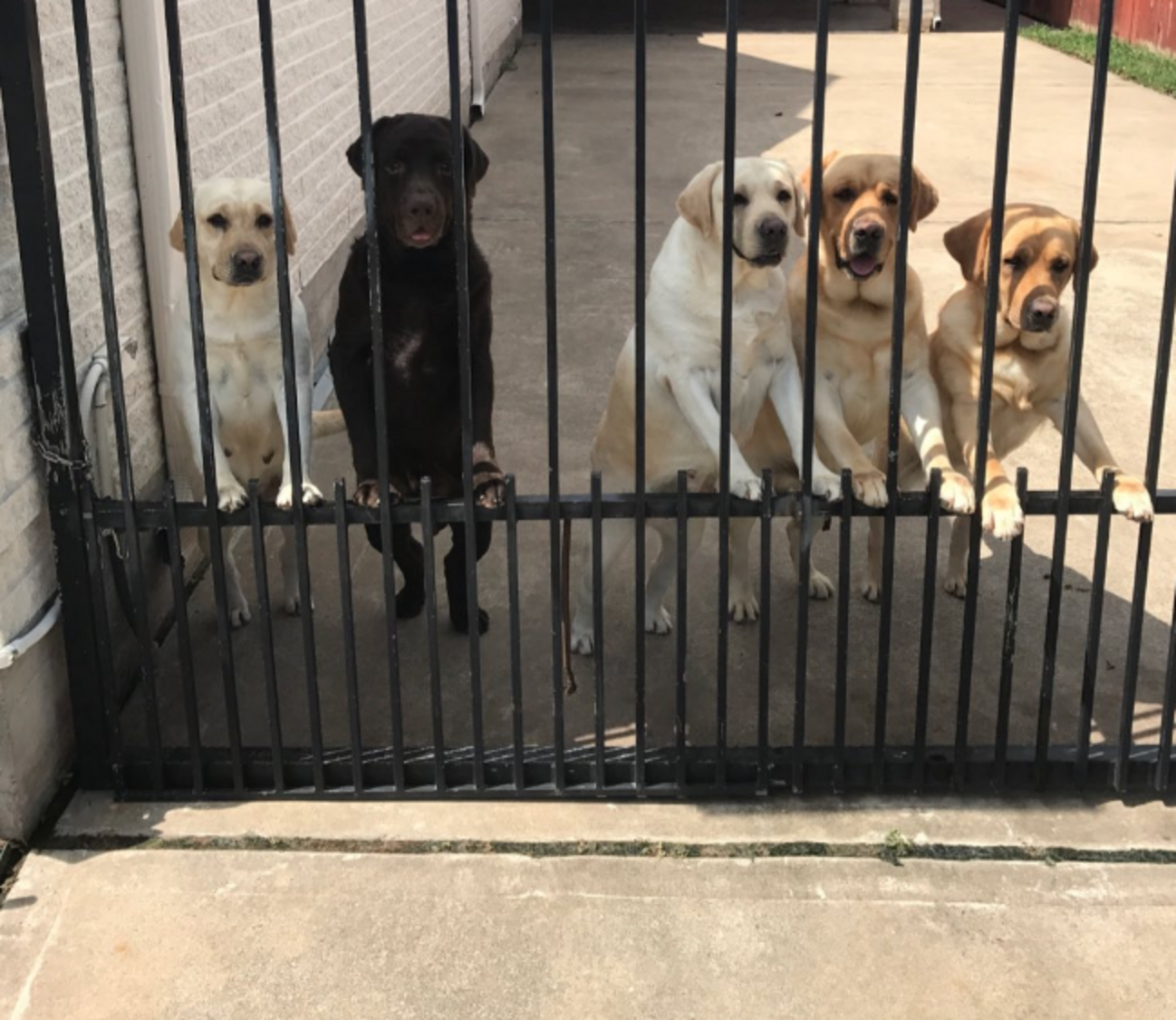 Mailman Caught Sharing A Sweet Moment With Family's Dogs - The Dodo