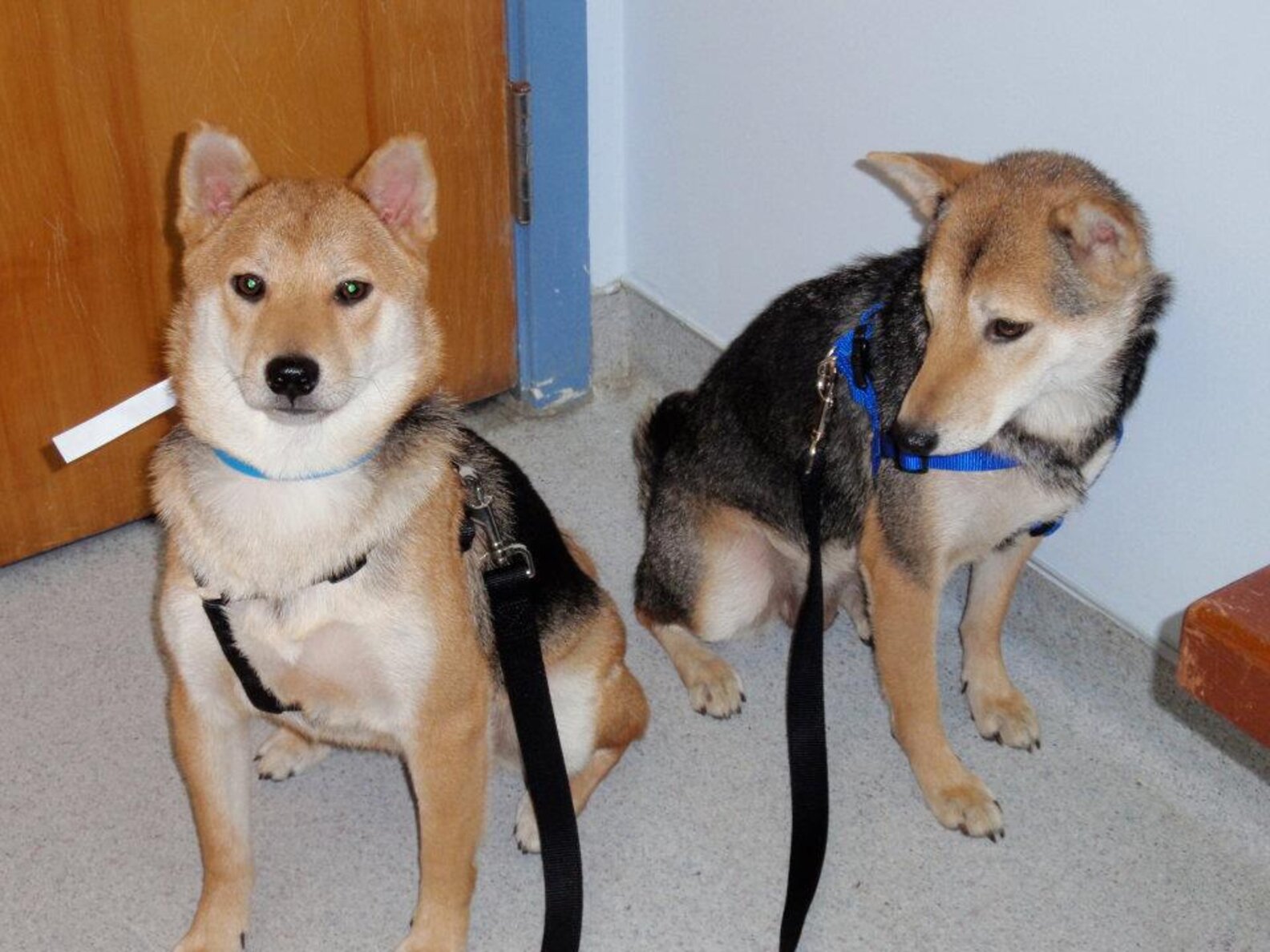 Scared Shiba Inu Is The Best Service Dog Now - The Dodo