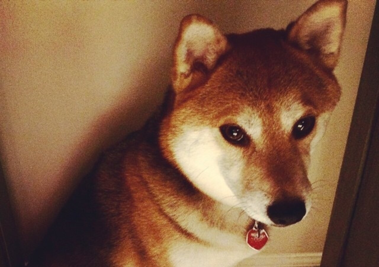 Scared Shiba Inu Is The Best Service Dog Now - The Dodo