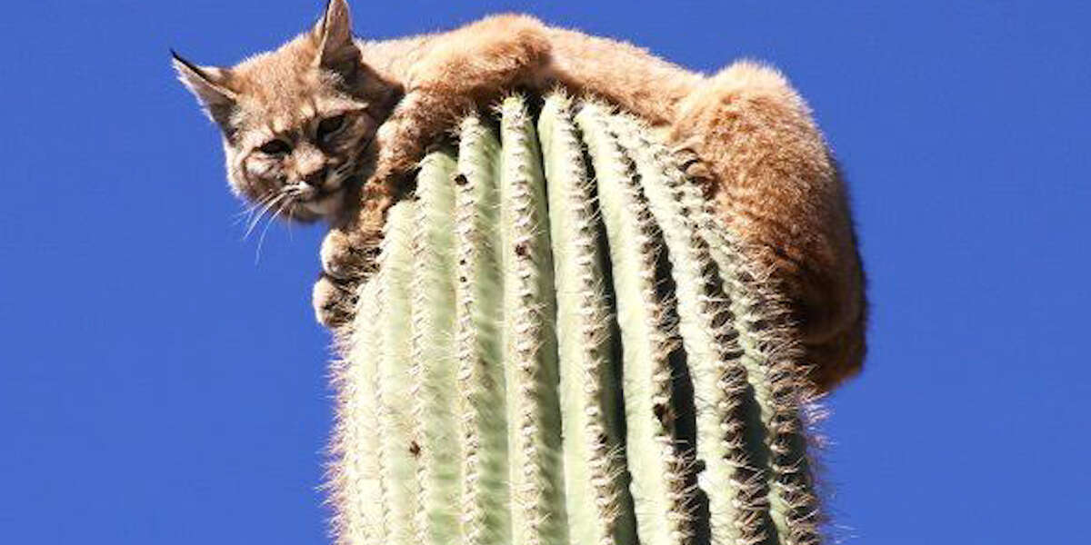 Bobcat Sits On Top Of 45-Foot Cactus - Videos - The Dodo