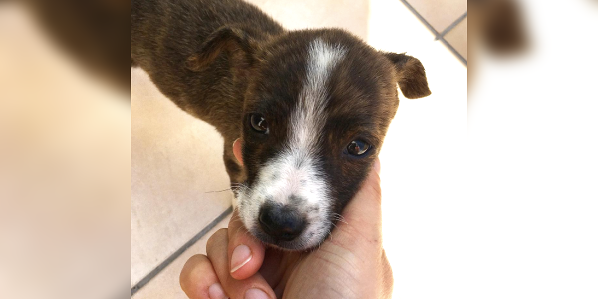 Tiny Puppy Found Wandering In The Middle Of Nowhere - The Dodo