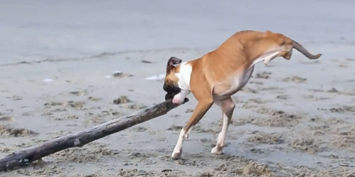 2-Legged Boxer Reunites With His Family After Car Crash - Videos - The Dodo