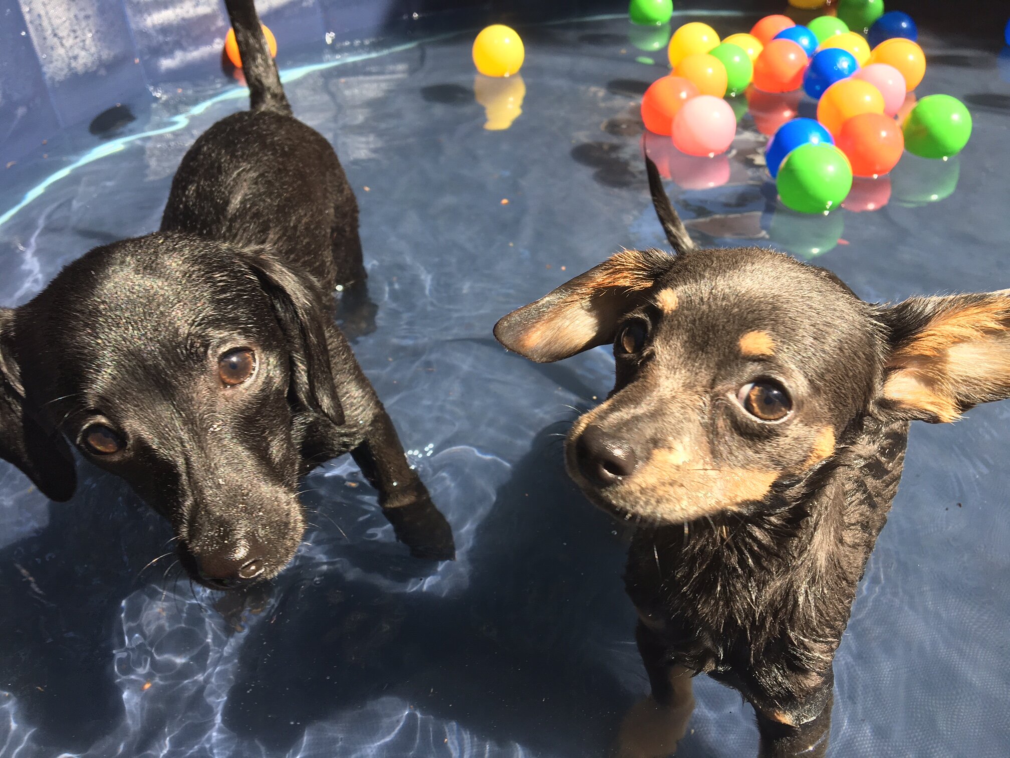 Hearing Impaired Puppies Need Each Other To Get By - The Dodo