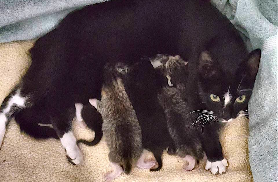 Woman Takes In Street Cat Just Before She Gives Birth - The Dodo