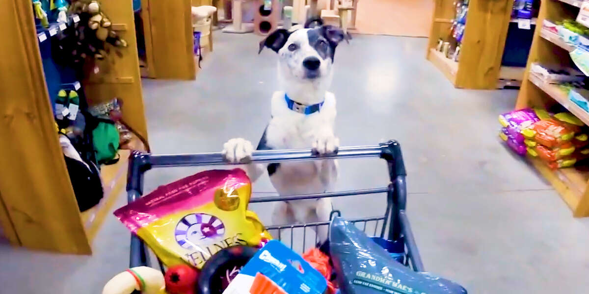 Dogs Take Themselves On A Shopping Spree - Videos - The Dodo