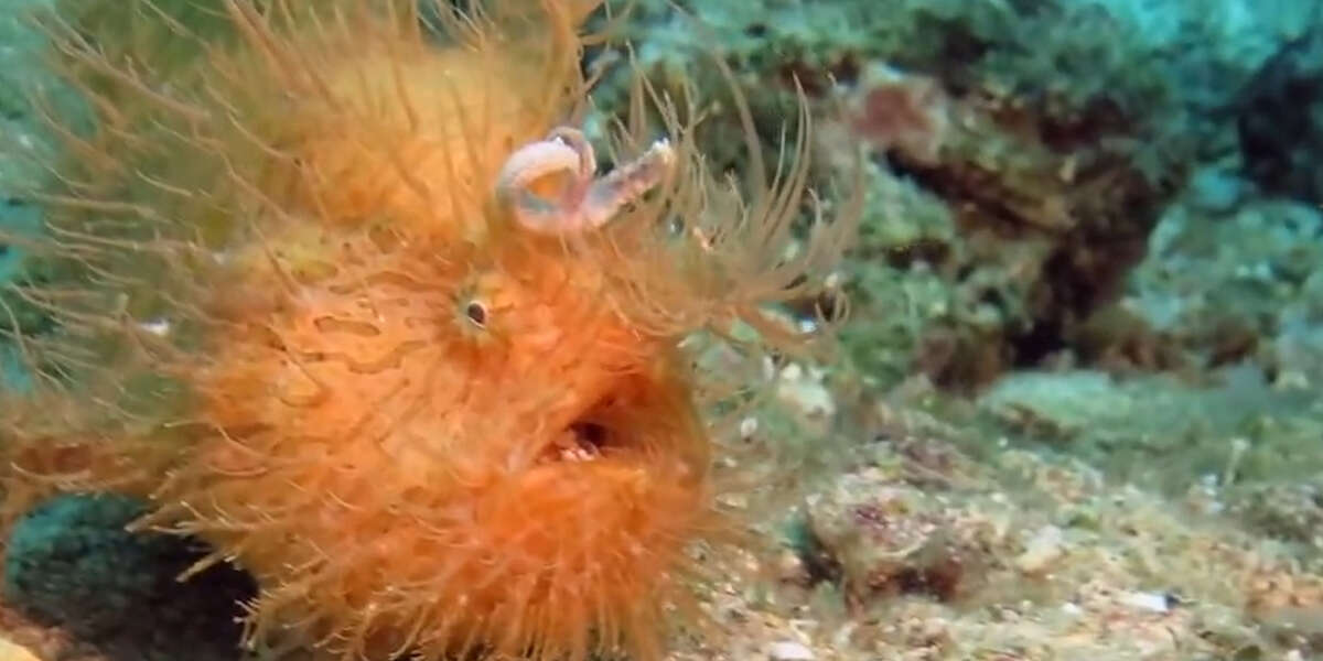 Meet The Hairy Frogfish - Videos - The Dodo
