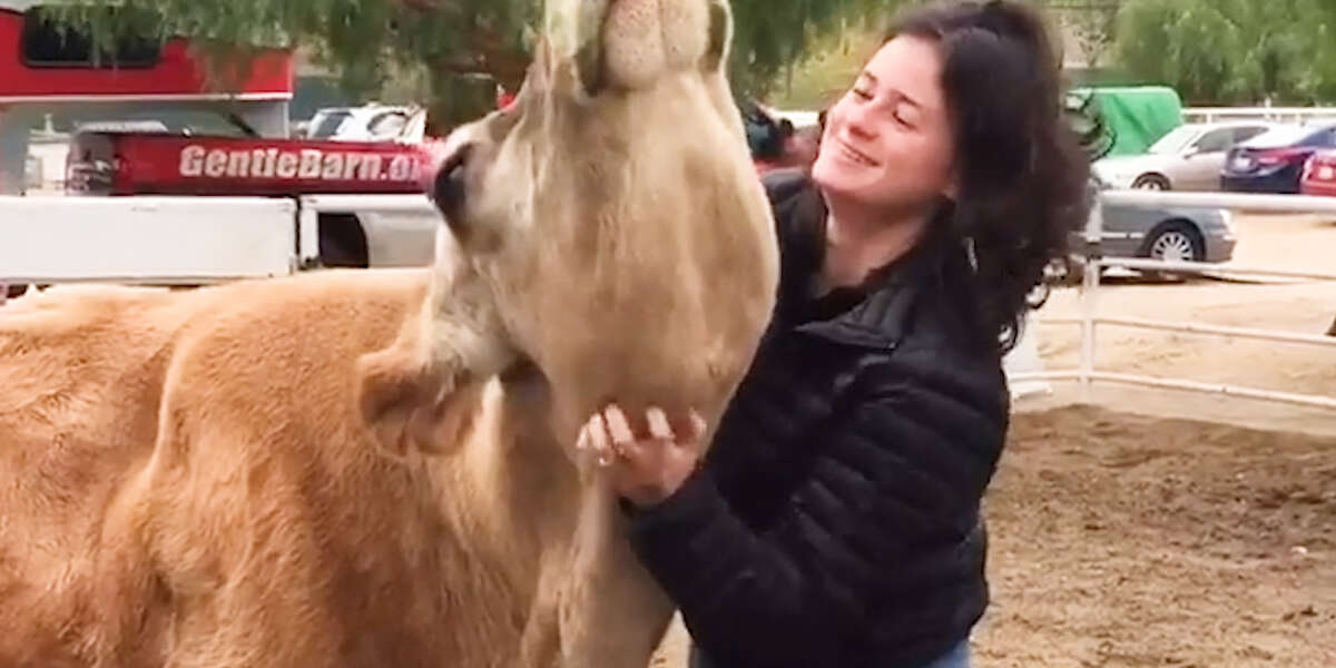 Rescue Cows Are So Spoiled Now - Videos - The Dodo