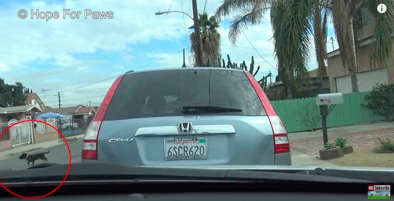 Abandoned Dog Hit By Car So Happy To Be Rescued - The Dodo