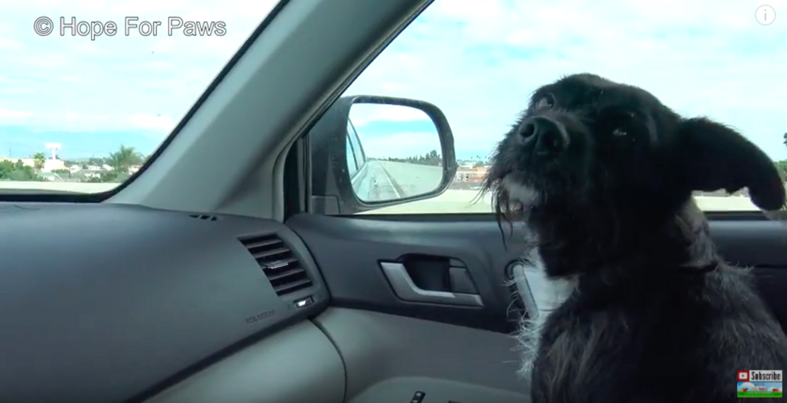 Abandoned Dog Hit By Car So Happy To Be Rescued - The Dodo