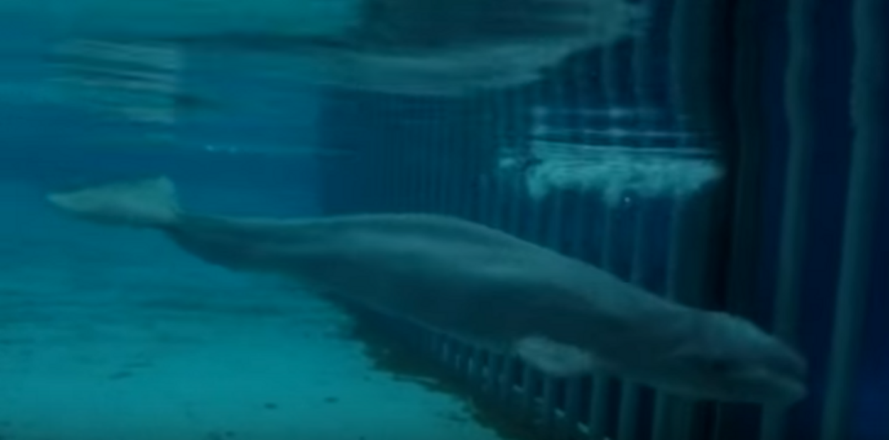 Young Beluga Whale Dies At Controversial Marine Park - The Dodo