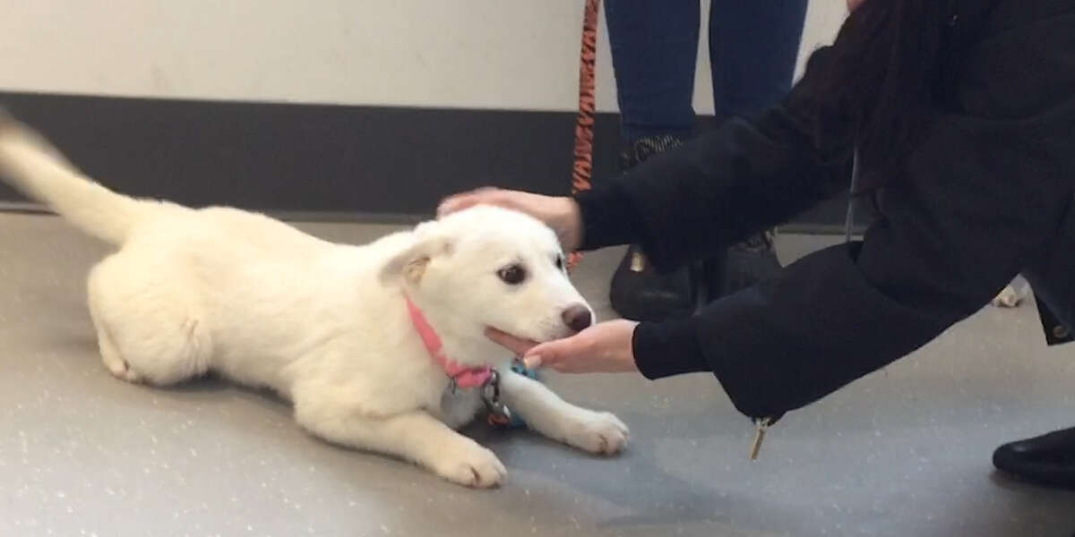 These Dogs Just Got Adopted — And Their New Lives Are About To Start ...