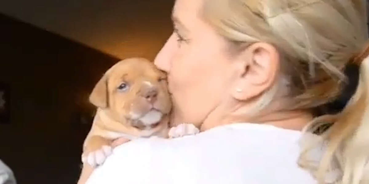 This Woman Has Saved Over 100 Dogs - Videos - The Dodo