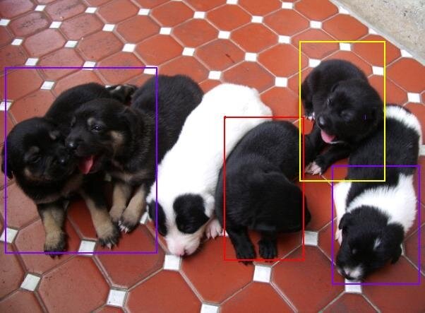 Woman Finds Her Long Lost Foster Puppy Online - The Dodo