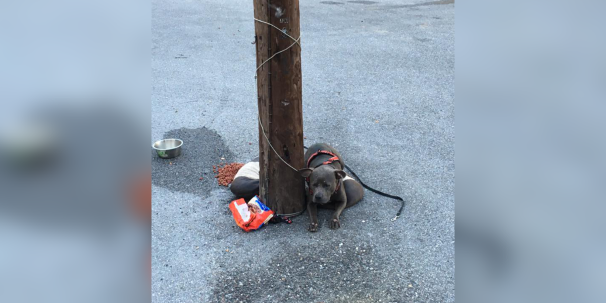 Dog Dumped Outside Cat Shelter With All His Stuff Finally Gets A Family ...