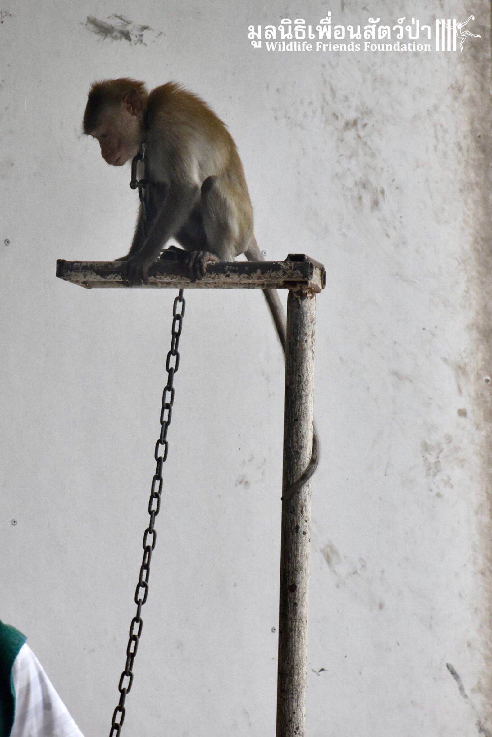 Monkey Saved From Chains At Gas Station - The Dodo