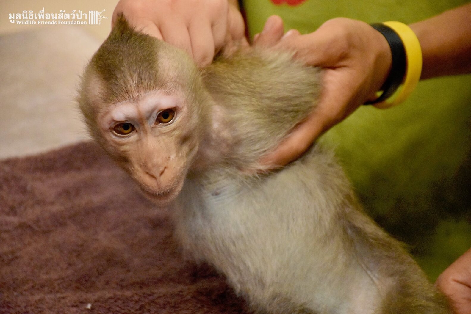 Monkey Saved From Chains At Gas Station - The Dodo