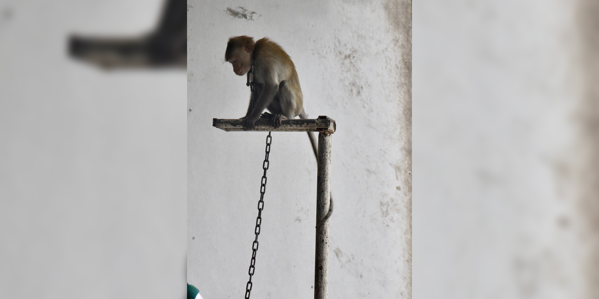 Monkey Saved From Chains At Gas Station - The Dodo