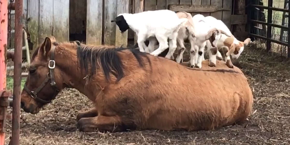 These Goats Are So Annoying - Videos - The Dodo