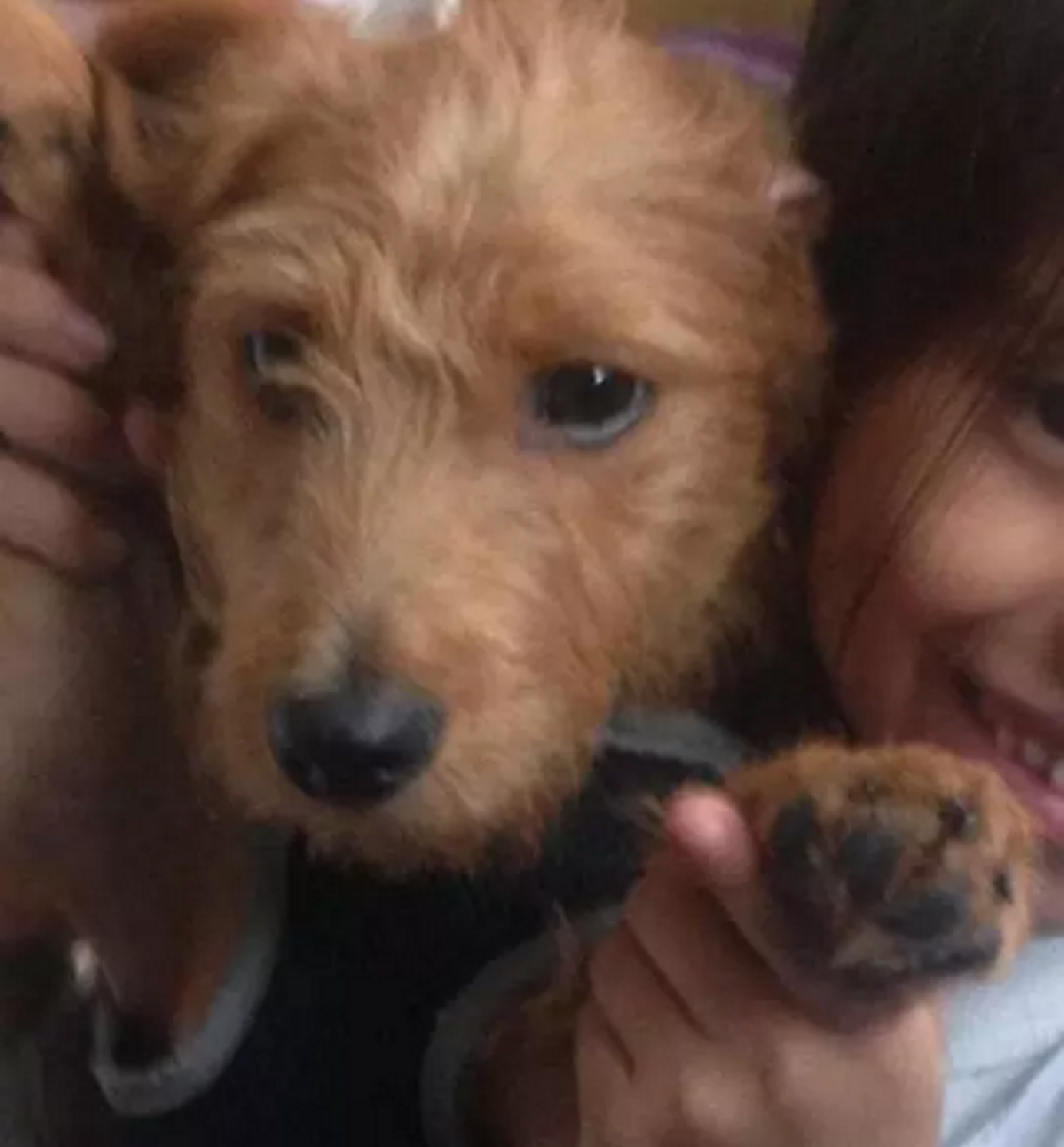 Girl Had No Pics Of Lost Puppy For Poster, So She Drew Him — And It ...