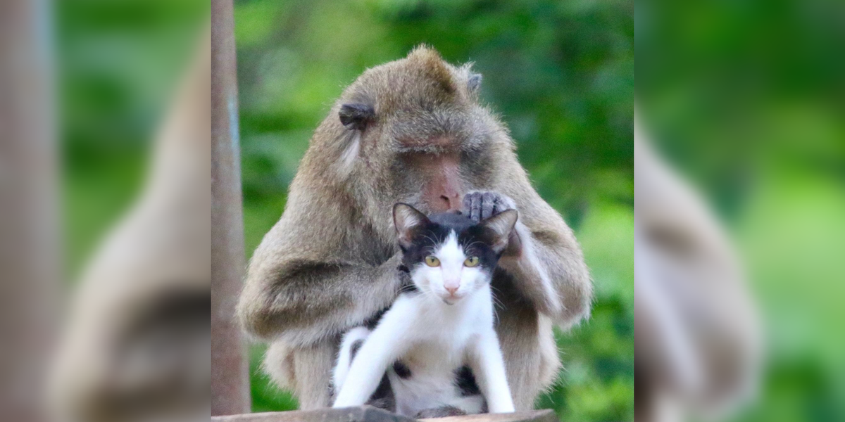 Stray Cat Befriends Macaque At Rescue Center - The Dodo