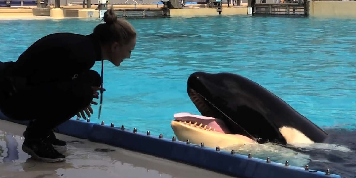 Another Orca Just Died At SeaWorld - Videos - The Dodo