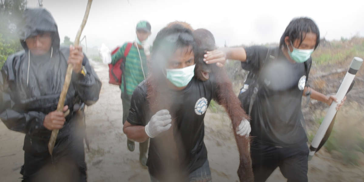 Wild Animals Are Getting The Help They Need, Thanks To These Heroes ...