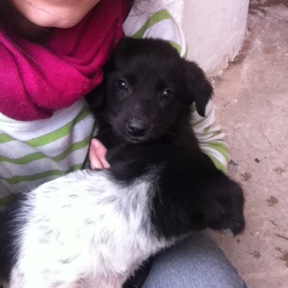 City Is Overrun With Homeless Dogs Because People Want Purebred Pets ...