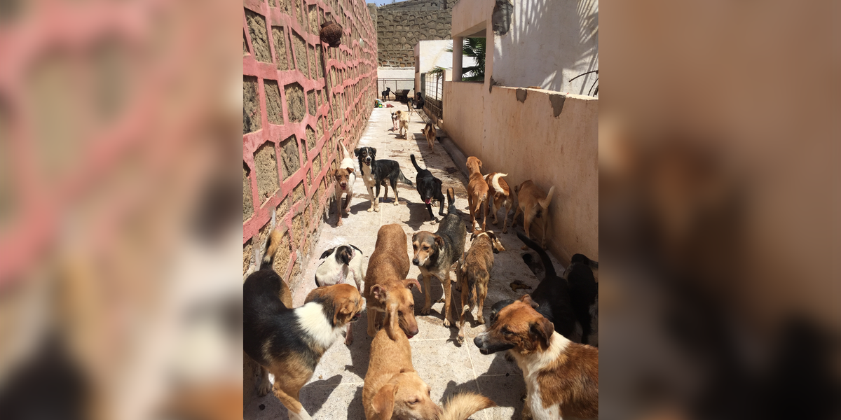 City Is Overrun With Homeless Dogs Because People Want Purebred Pets ...