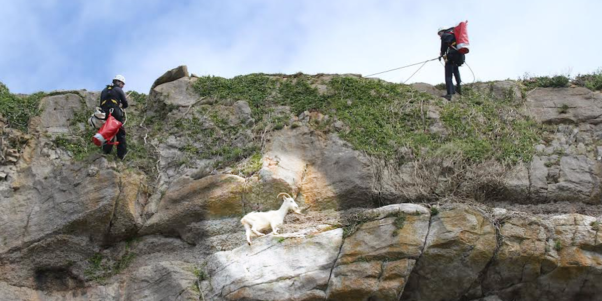 Goat Trapped On A Ledge For A Week Rescued - The Dodo