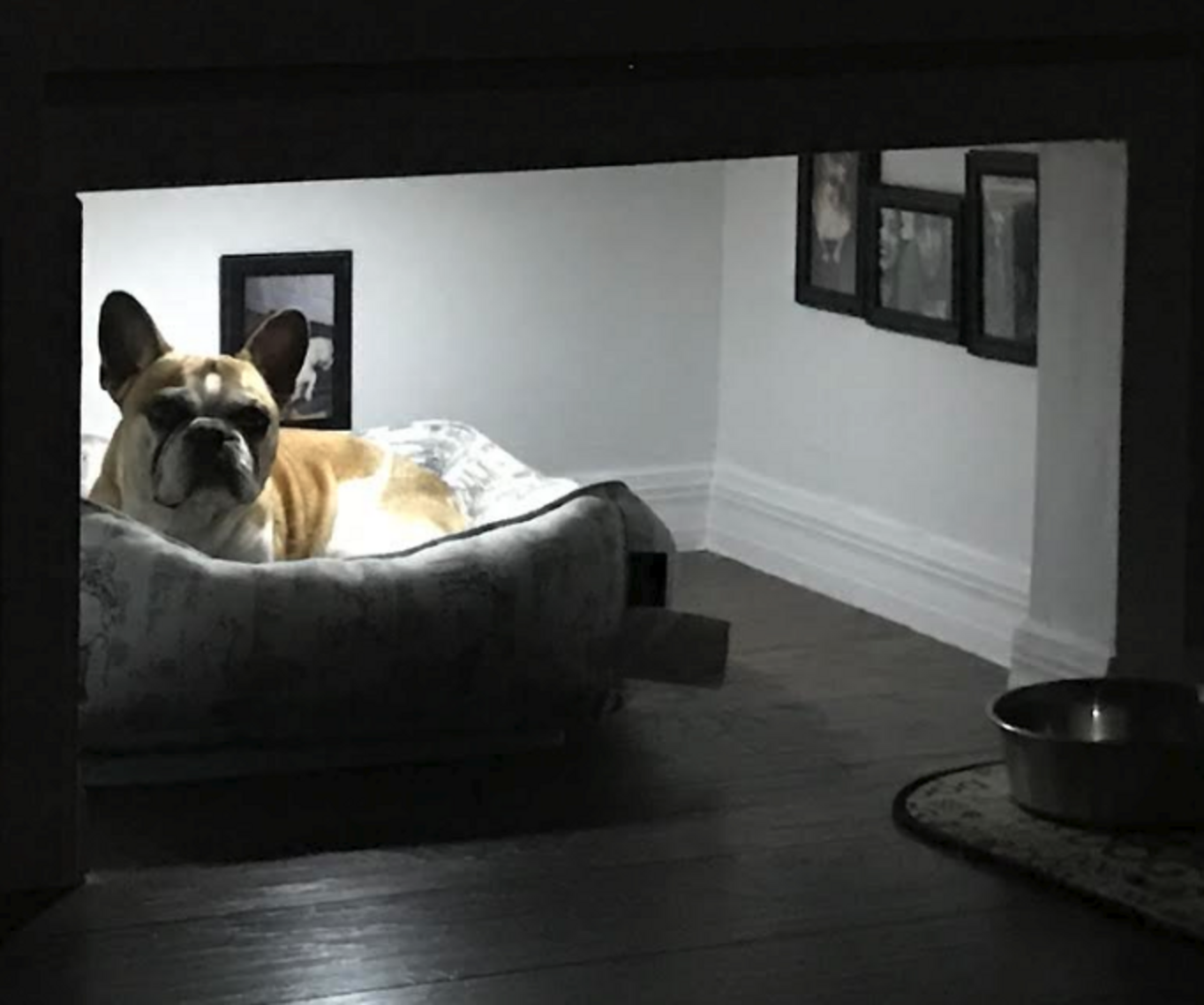 Dog's Dad Builds Him His Own Room In The House - The Dodo