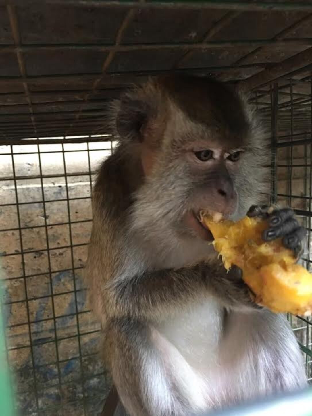 Dancing Monkey Has No Idea She's About To Be Free - The Dodo