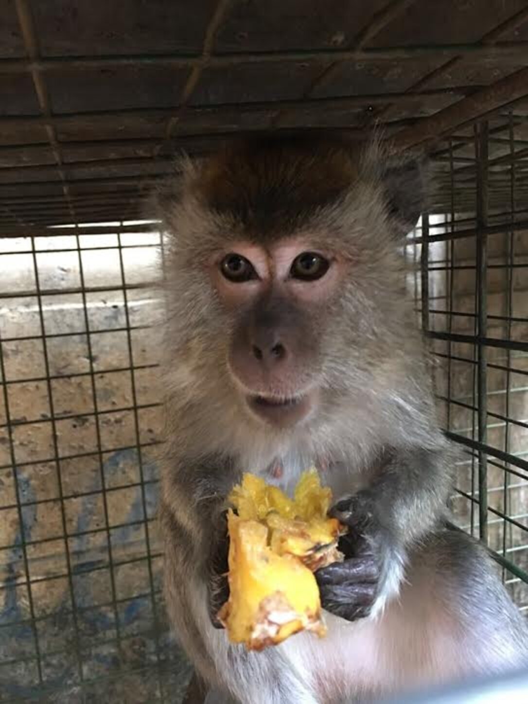 Dancing Monkey Has No Idea She's About To Be Free - The Dodo