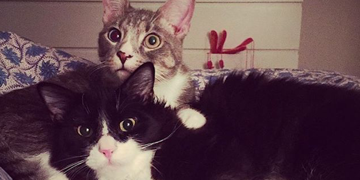 Cat Best Friends Can't Get Enough Of Each Other - Videos - The Dodo