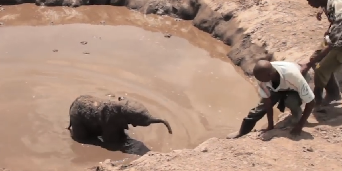 Baby Elephant Stuck In Mud Reunites With Her Mom - Videos - The Dodo