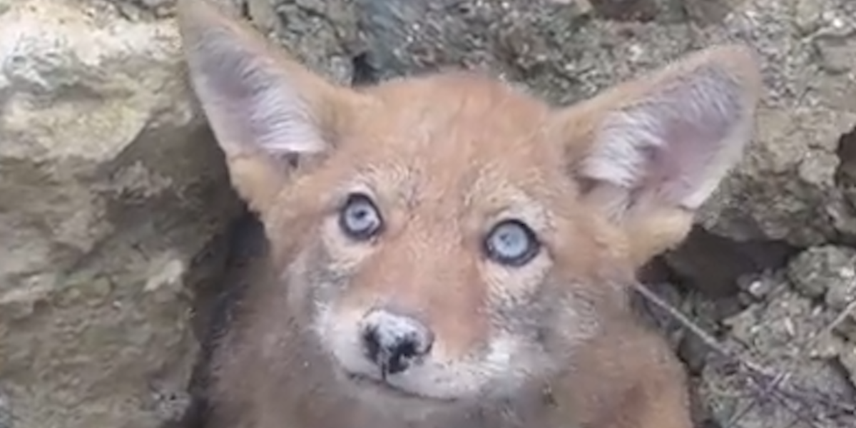Scared Coyote Trapped In Dirt Can't Wait To Be Free - Videos - The Dodo