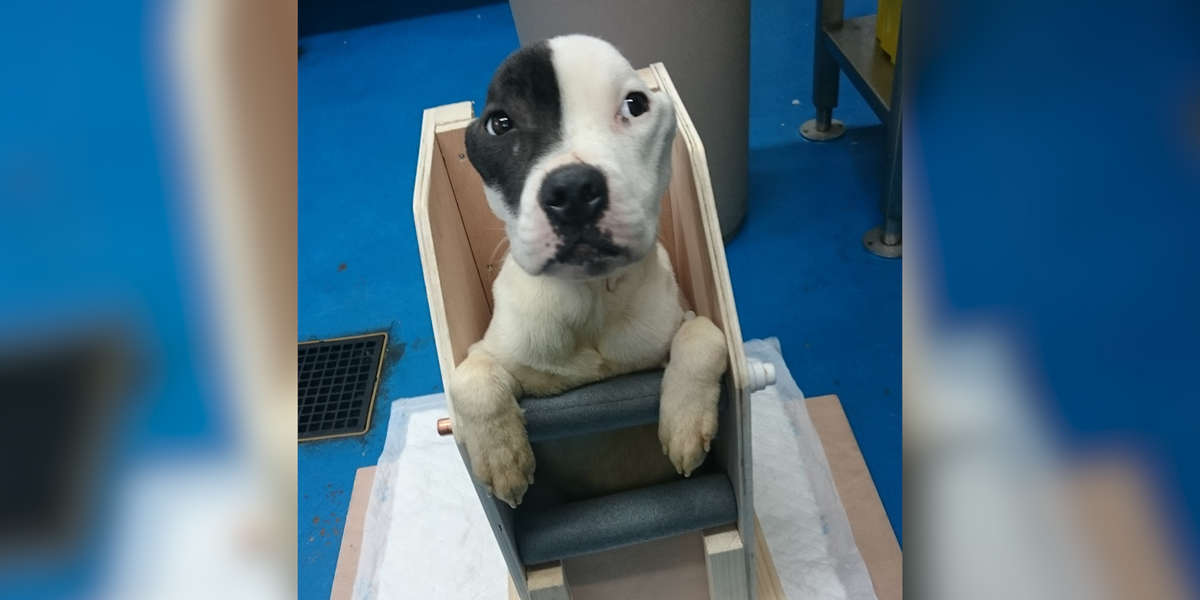 Dog Eats In A High Chair - The Dodo