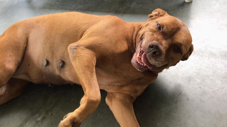 Dog Who Never Stopped Smiling Gets A Home After 950 Days In Shelter ...