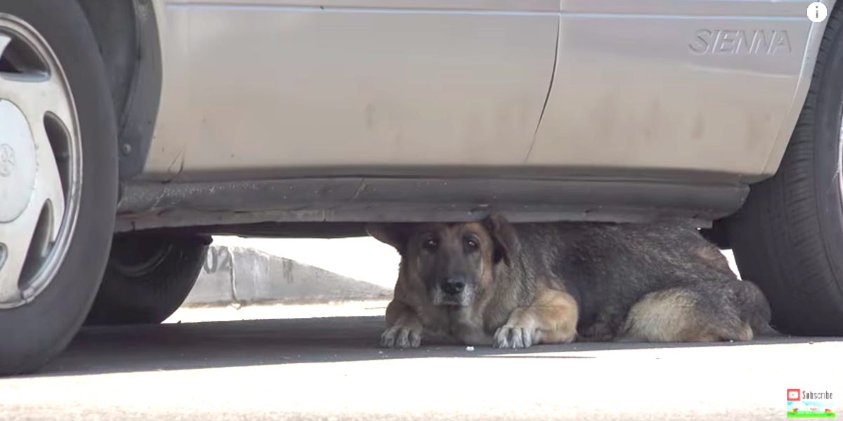 Abandoned Senior Dog Hid Under Car Until She Was Rescued - The Dodo