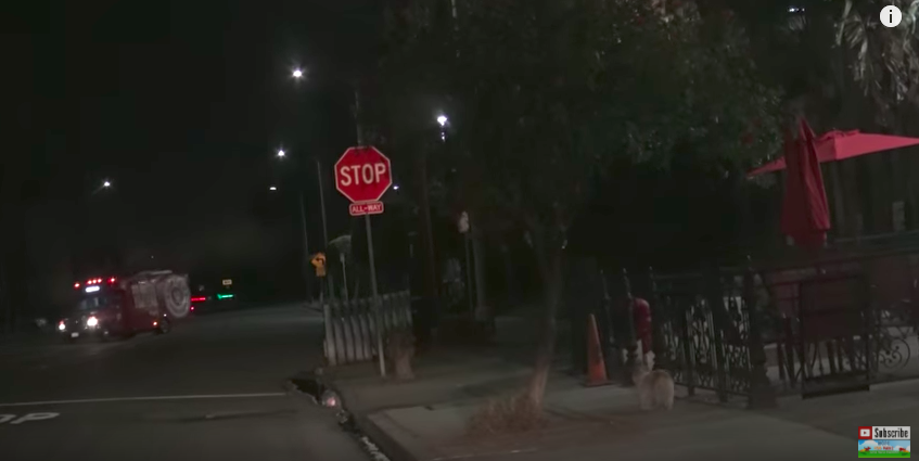 Homeless Dog Safe After Running From Rescuers For A Week - The Dodo