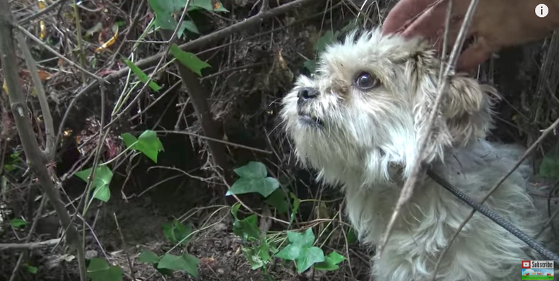 Homeless Dog Safe After Running From Rescuers For A Week - The Dodo