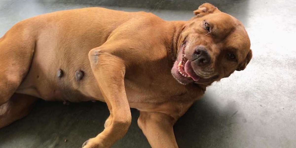 Dog Who Never Stopped Smiling Gets A Home After 950 Days In Shelter ...
