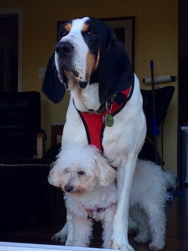 Senior Dogs Find Sanctuary On Farm Just For Them - The Dodo