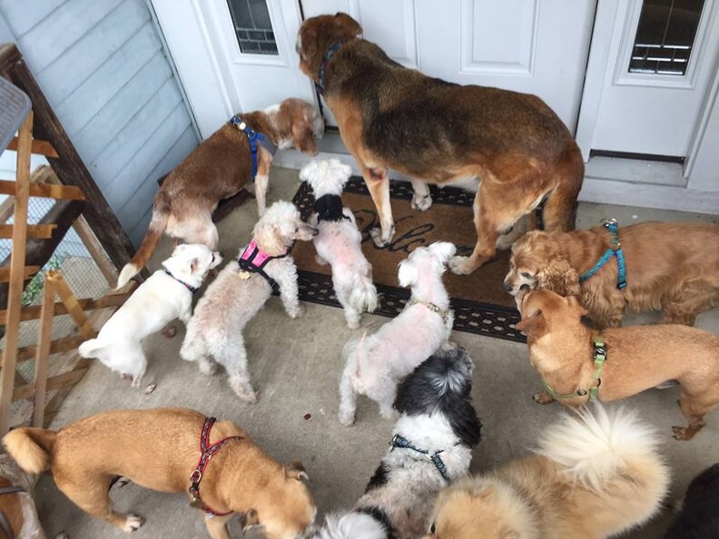 Senior Dogs Find Sanctuary On Farm Just For Them - The Dodo