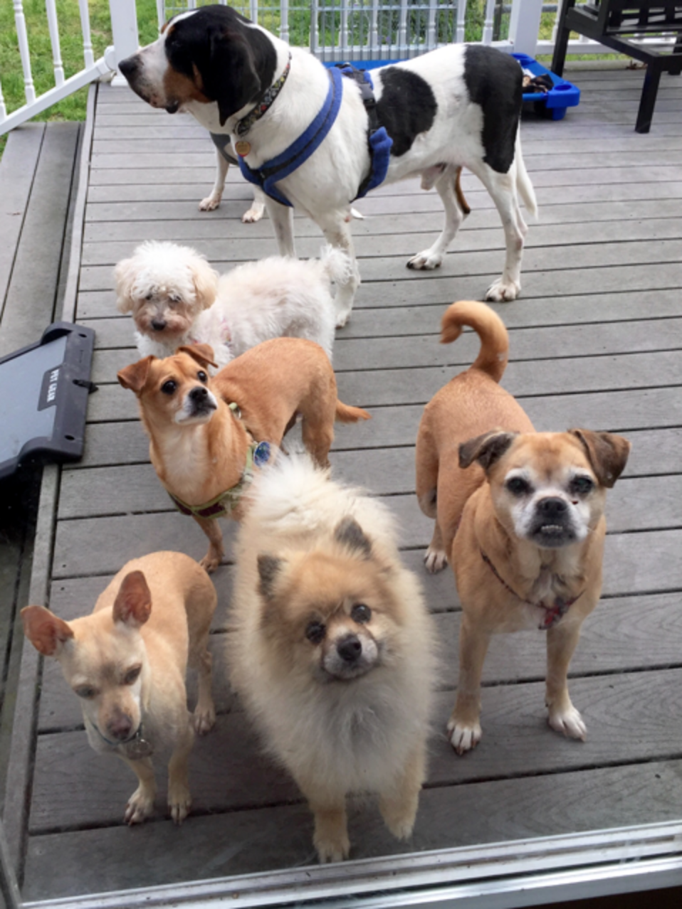 Senior Dogs Find Sanctuary On Farm Just For Them - The Dodo