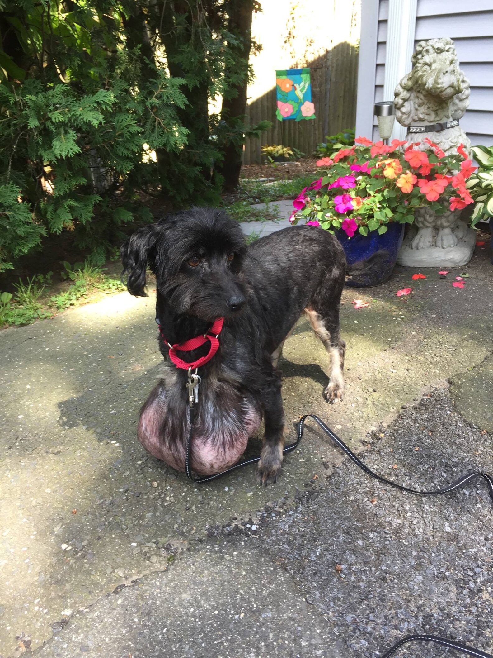 Rescue Poodle With Tumor Is Transformed After Surgery - The Dodo