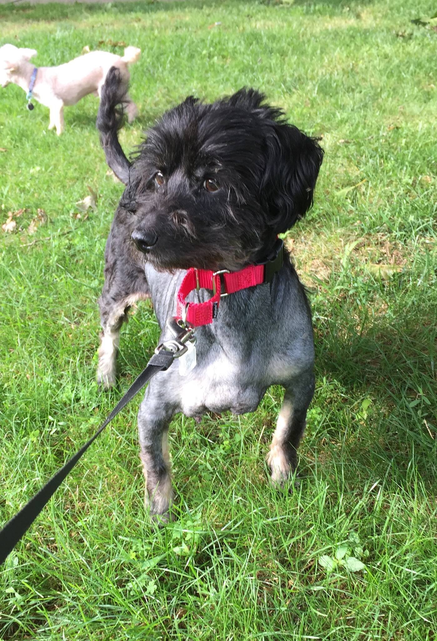 Rescue Poodle With Tumor Is Transformed After Surgery - The Dodo