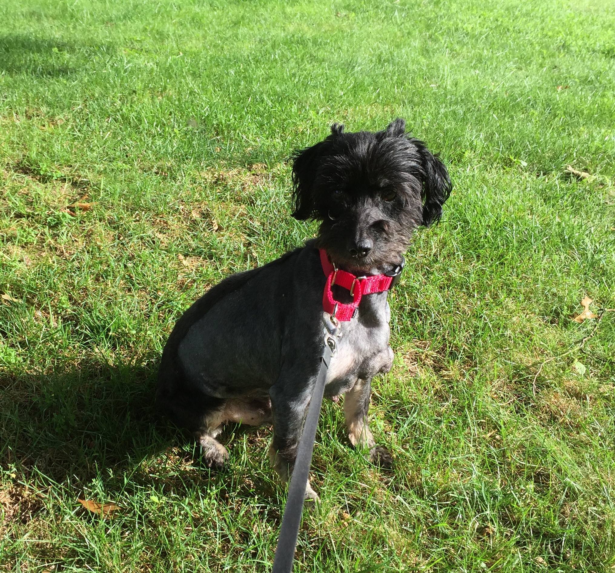 Rescue Poodle With Tumor Is Transformed After Surgery - The Dodo