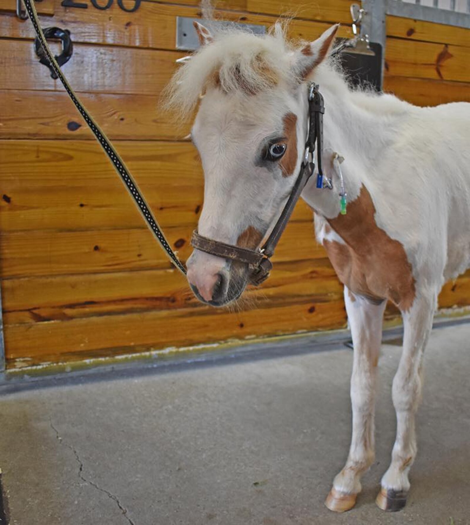 Mini Horse With 3 Legs Learns To Walk On Prosthetics - The Dodo