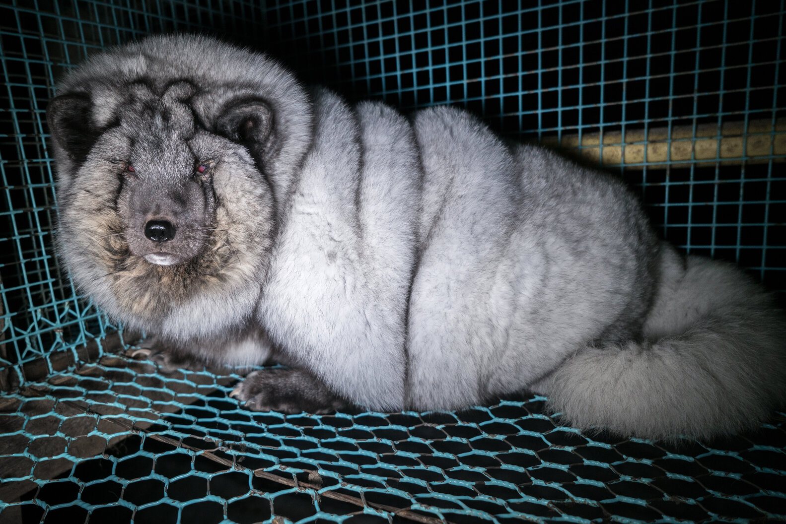 Monster Foxes Are Being Bred To Produce More Fur - The Dodo