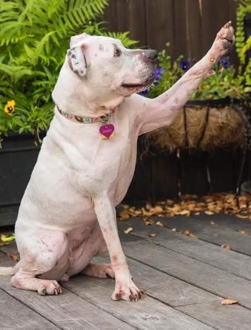 Shelter Dog Has Waited Her Whole Life For A Real Home - The Dodo